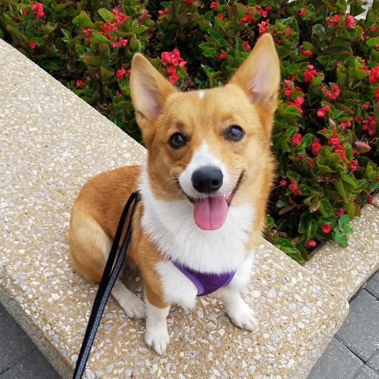 Le chien qui a joué Cheddar dans Brooklyn Nine-Nine est mort - ipnoze