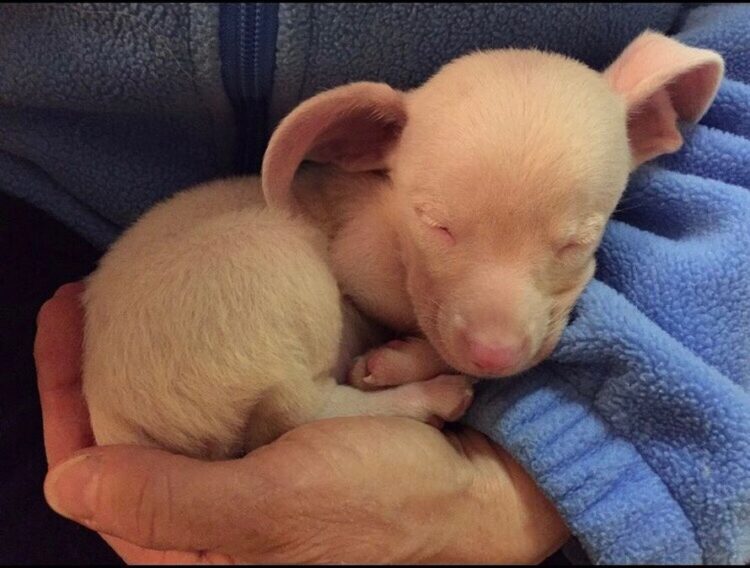 Porcinet le chiot rose, aveugle et sourd inspire les enfants à ...