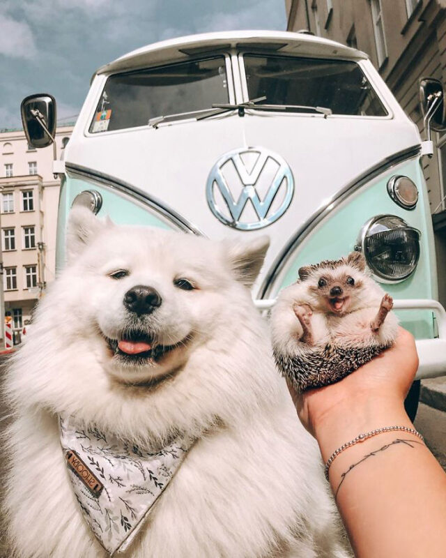 33 photos d’un hérisson adorable suivi par plus de 1,5 million de ...