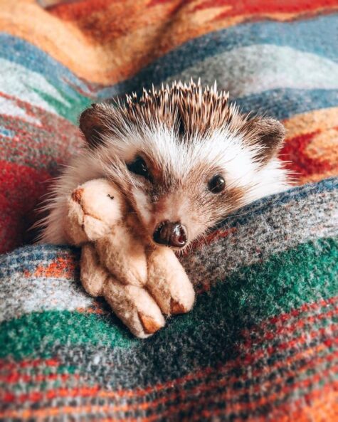33 photos d’un hérisson adorable suivi par plus de 1,5 million de ...