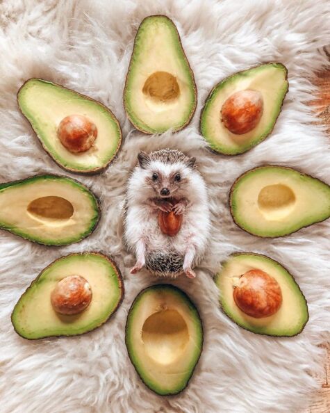 33 photos d’un hérisson adorable suivi par plus de 1,5 million de ...