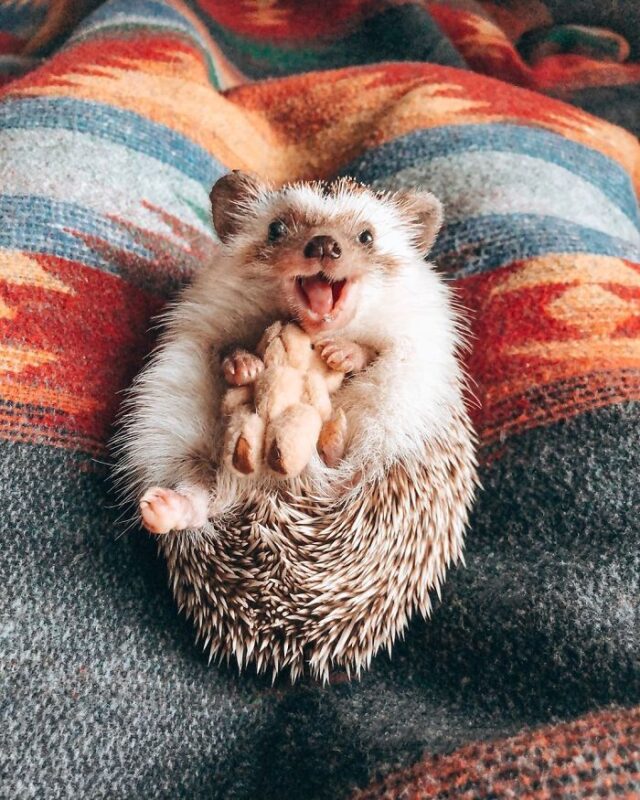 33 photos d’un hérisson adorable suivi par plus de 1,5 million de ...