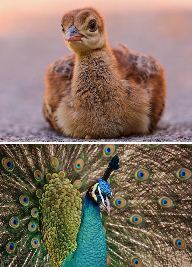 22 oiseaux quand ils sont bébés versus quand ils sont adultes - ipnoze