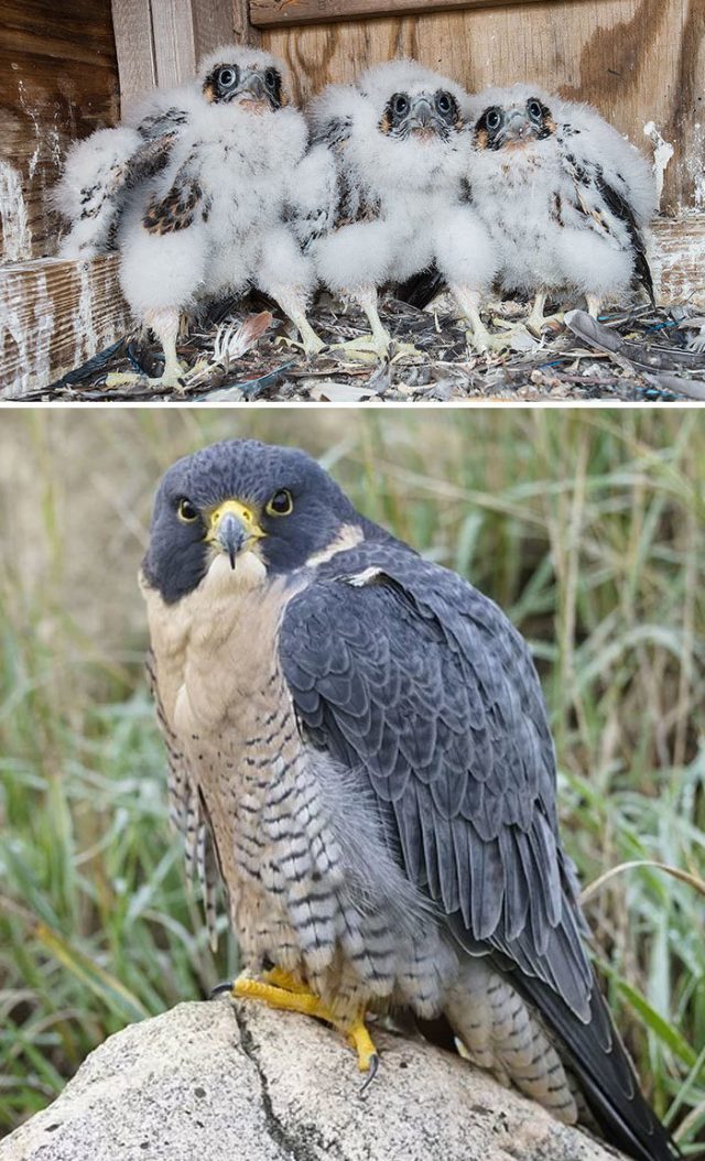 22 oiseaux quand ils sont bébés versus quand ils sont adultes - ipnoze
