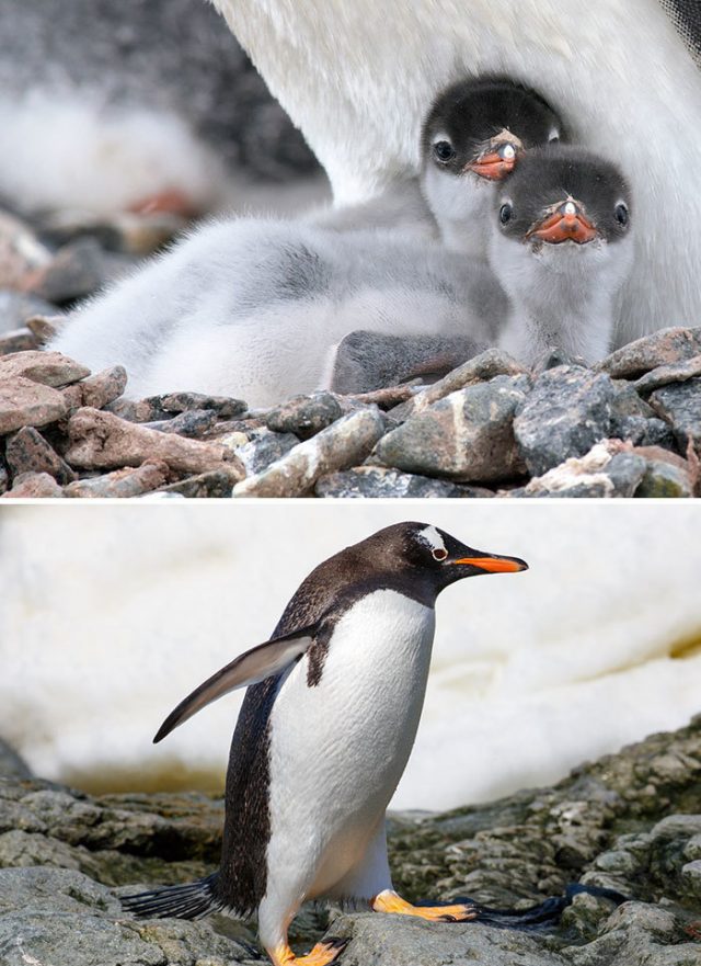 22 oiseaux quand ils sont bébés versus quand ils sont adultes - ipnoze
