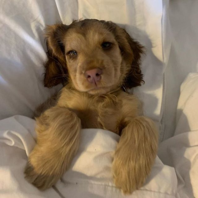 Voici Winnie, le cocker spaniel qui ressemble à un personnage de Disney ...
