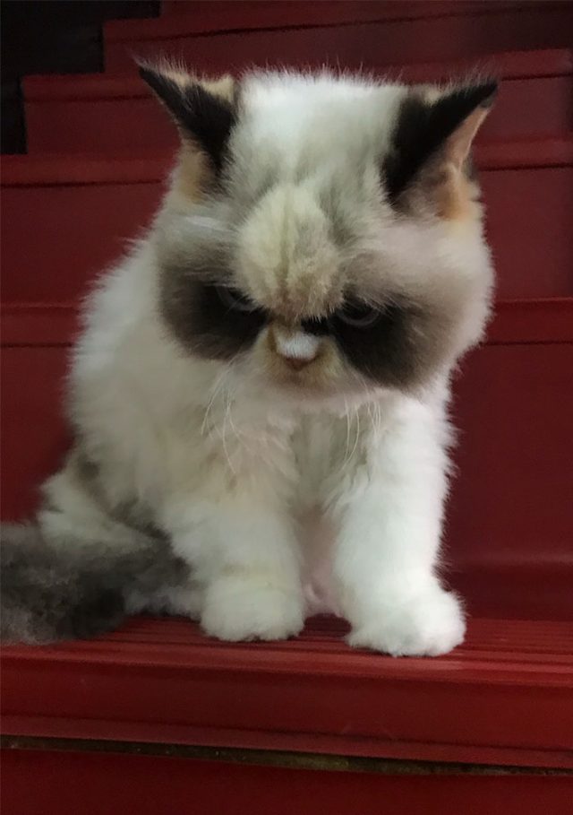 Voici le nouveau Grumpy Cat qui a l’air encore plus fâché que son ...
