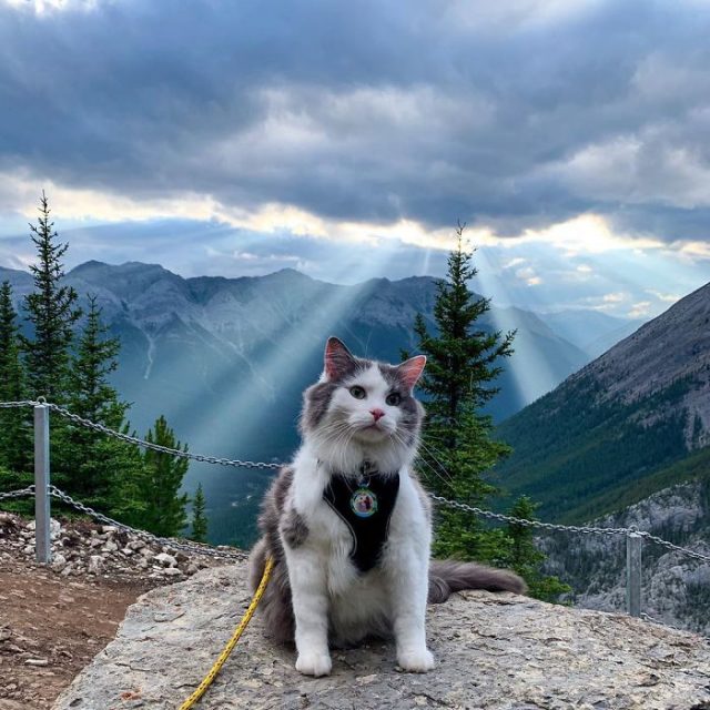 Voici Gary, le chat alpiniste secouru qui vit toutes sortes d’aventures ...