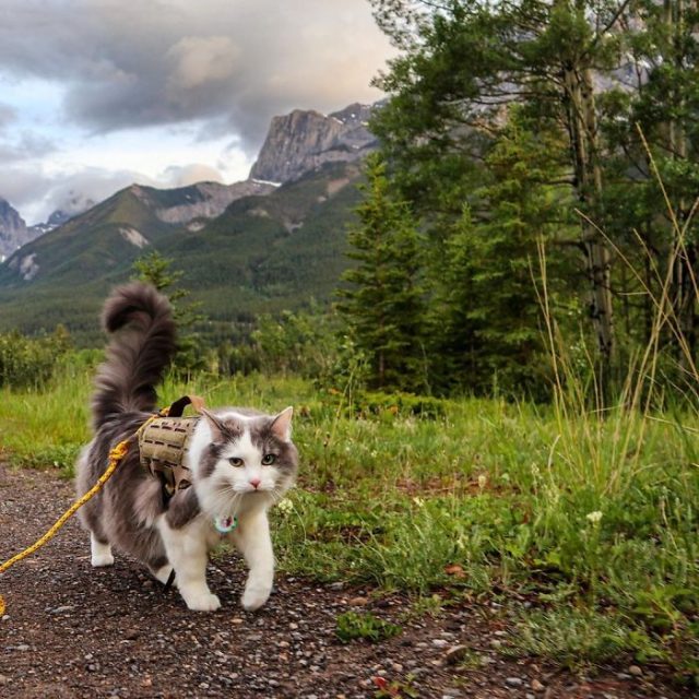 Voici Gary, le chat alpiniste secouru qui vit toutes sortes d’aventures ...