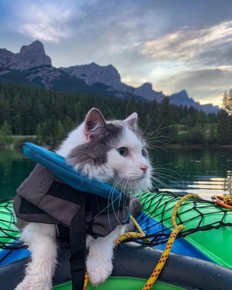 Voici Gary, le chat alpiniste secouru qui vit toutes sortes d’aventures ...