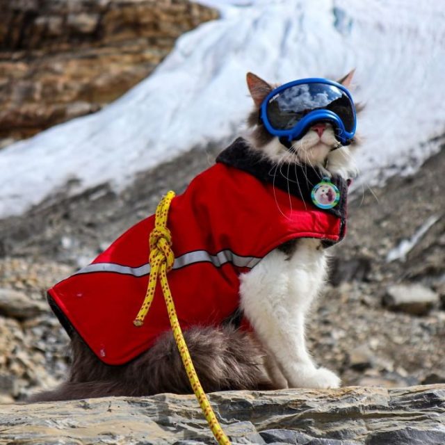 Voici Gary, le chat alpiniste secouru qui vit toutes sortes d’aventures ...
