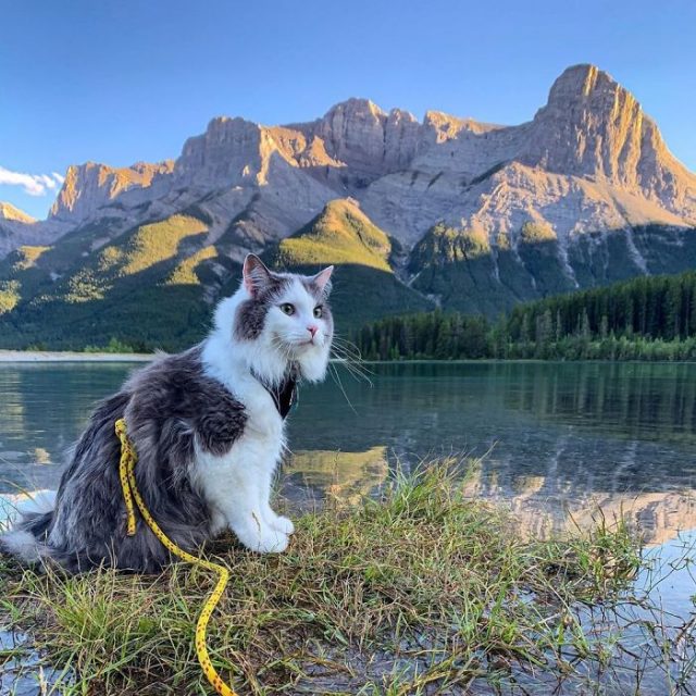 Voici Gary, le chat alpiniste secouru qui vit toutes sortes d’aventures ...