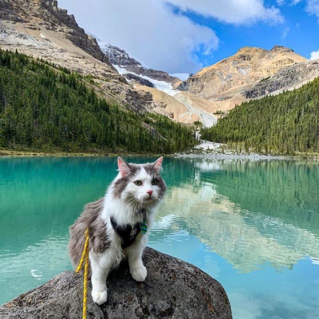Voici Gary, le chat alpiniste secouru qui vit toutes sortes d’aventures ...