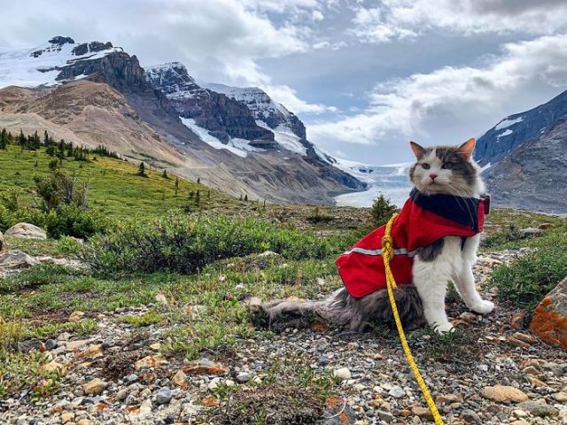 Voici Gary, le chat alpiniste secouru qui vit toutes sortes d’aventures ...