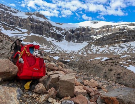 Voici Gary, le chat alpiniste secouru qui vit toutes sortes d’aventures ...