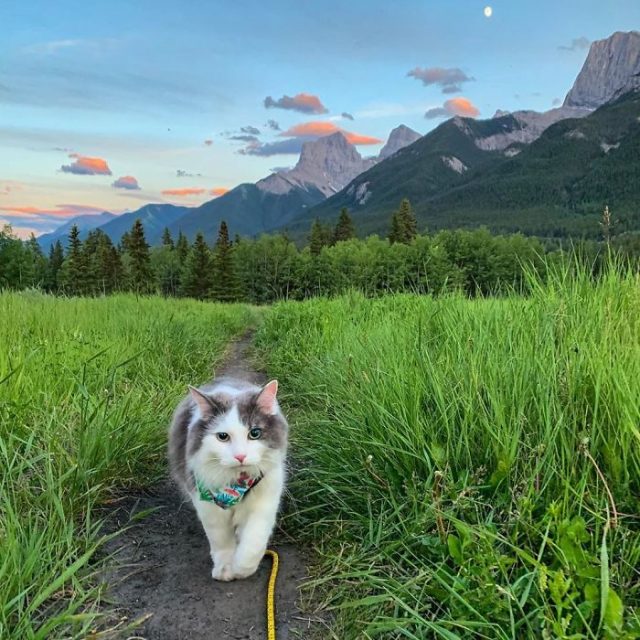 Voici Gary, le chat alpiniste secouru qui vit toutes sortes d’aventures ...