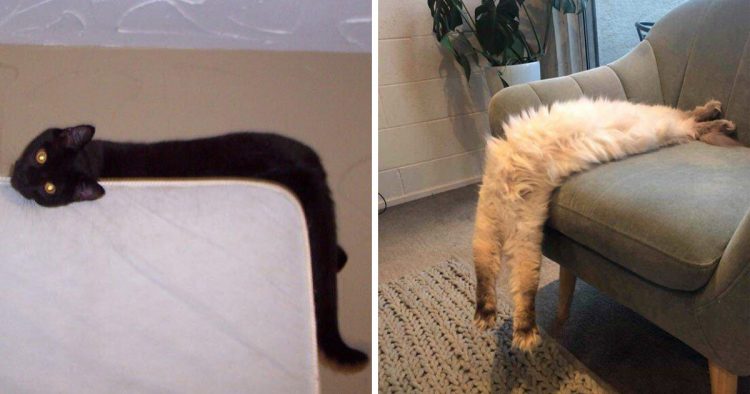Des gens partagent des photos de leurs longs chats qui semblent s ...