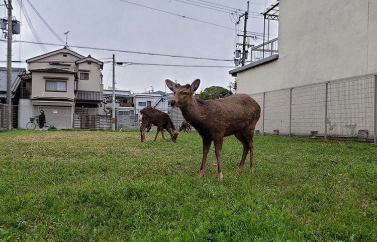 Les animaux envahissent les villes alors que les gens sont confinés à ...