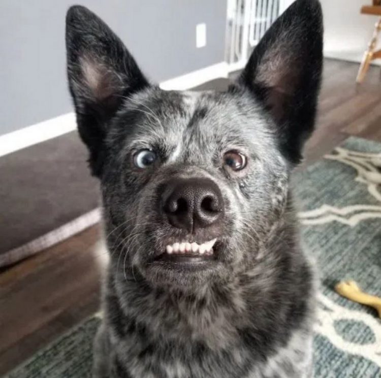 Ce chien miracle qui vit sans une partie de son cerveau est le « chien ...