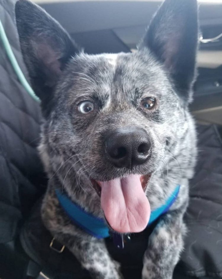 Ce chien miracle qui vit sans une partie de son cerveau est le « chien ...