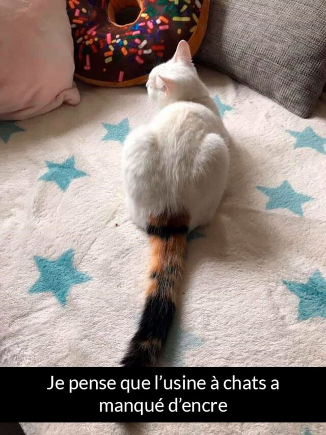 22 photos de chats avec des commentaires rigolos qui vont vous faire ...