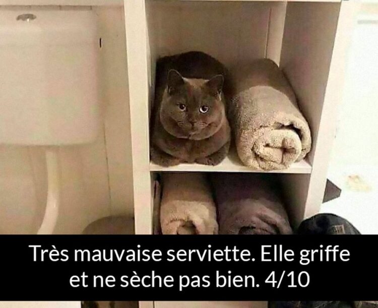 22 photos de chats avec des commentaires rigolos qui vont vous faire ...