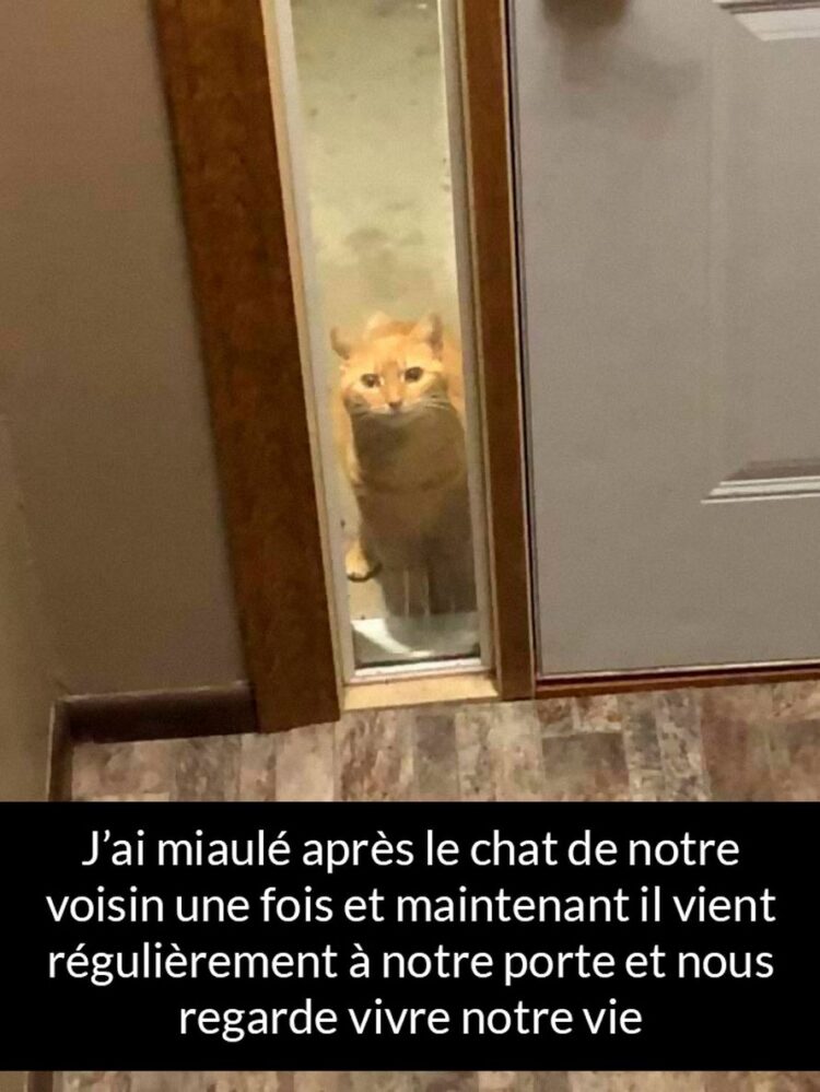22 photos de chats avec des commentaires rigolos qui vont vous faire ...
