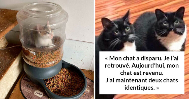 22 photos de chats avec des commentaires rigolos qui vont vous faire ...