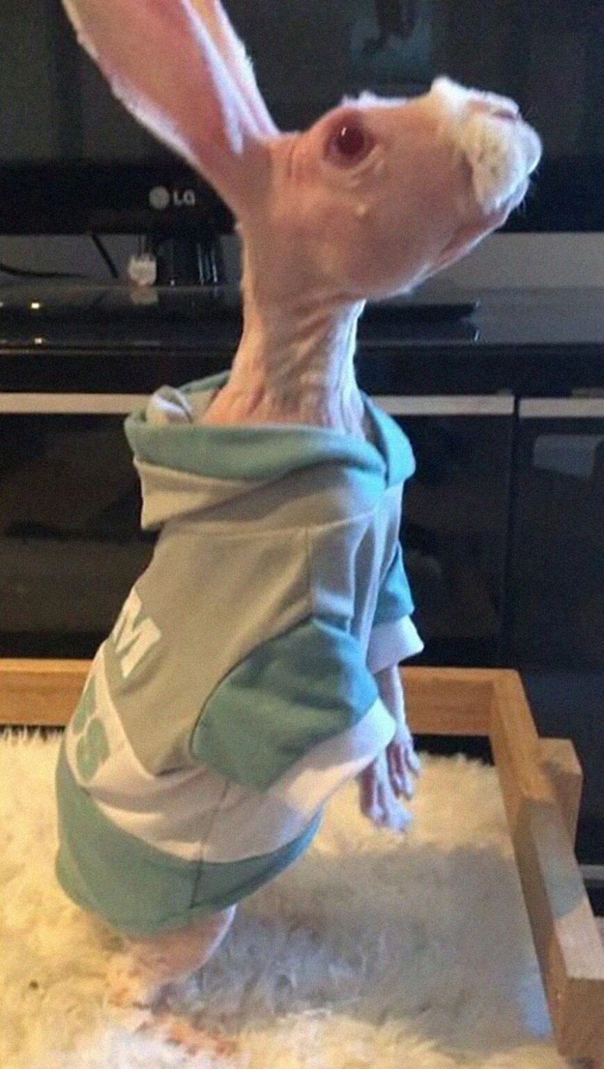 Un lapin sans poils sauvé de l’euthanasie devient une vedette et voici ...