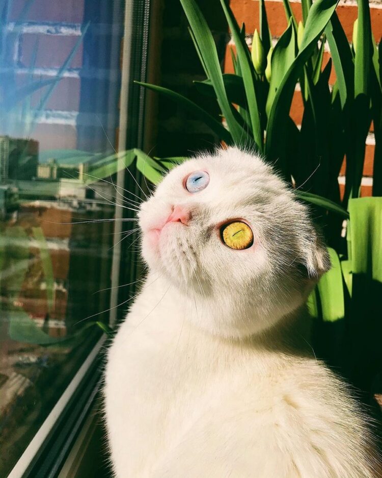 Voici Joseph, un magnifique chat aux yeux de couleurs différentes qui ...