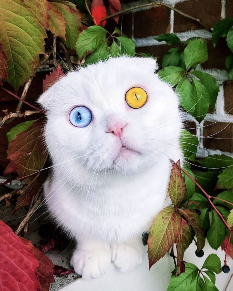 Voici Joseph, un magnifique chat aux yeux de couleurs différentes qui ...