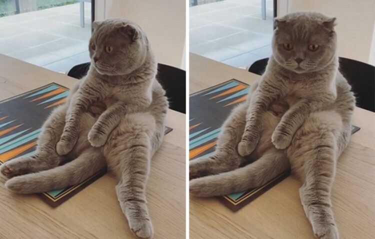 Des gens partagent des photos de chats bizarres qui s’assoient dans les ...