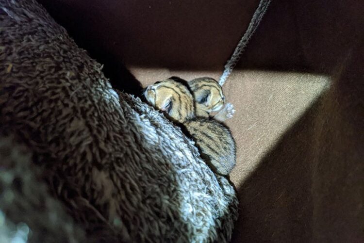Un sanctuaire pour animaux non désirés a accueilli deux rares chats ...
