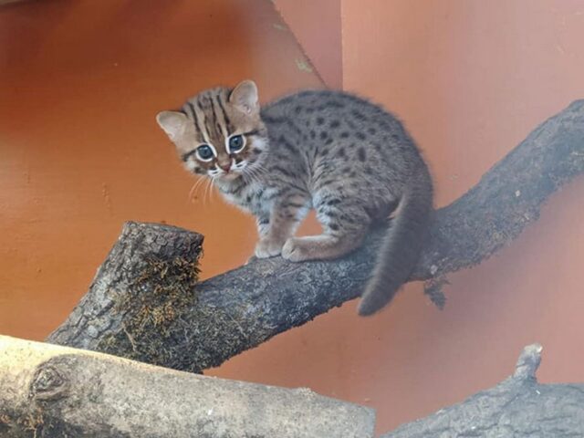 Un sanctuaire pour animaux non désirés a accueilli deux rares chats ...