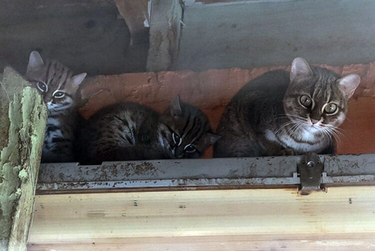 Un sanctuaire pour animaux non désirés a accueilli deux rares chats ...