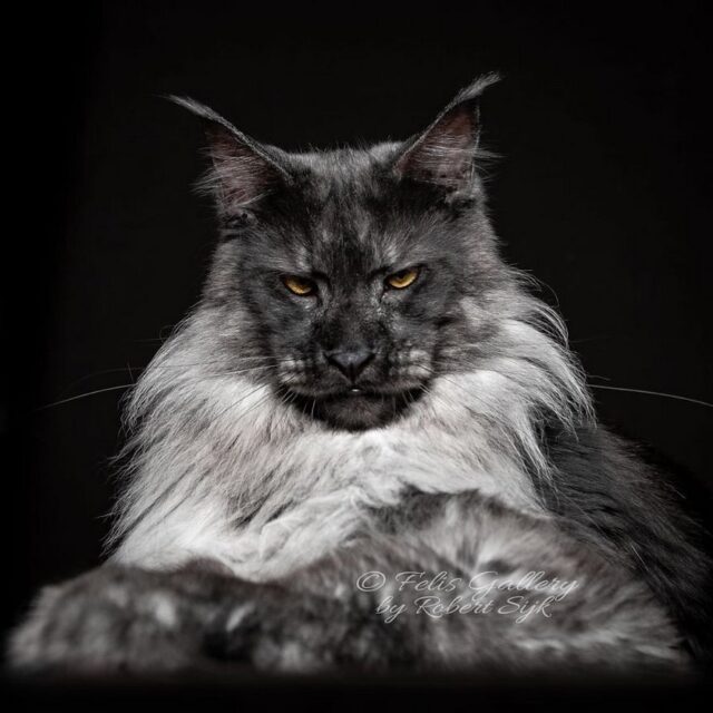 Ce photographe immortalise la beauté majestueuse des Maine coons en 33 ...