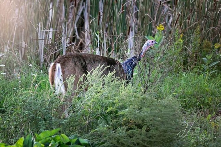 Des gens partagent les pires photos d’animaux sauvages et ces 23 ...