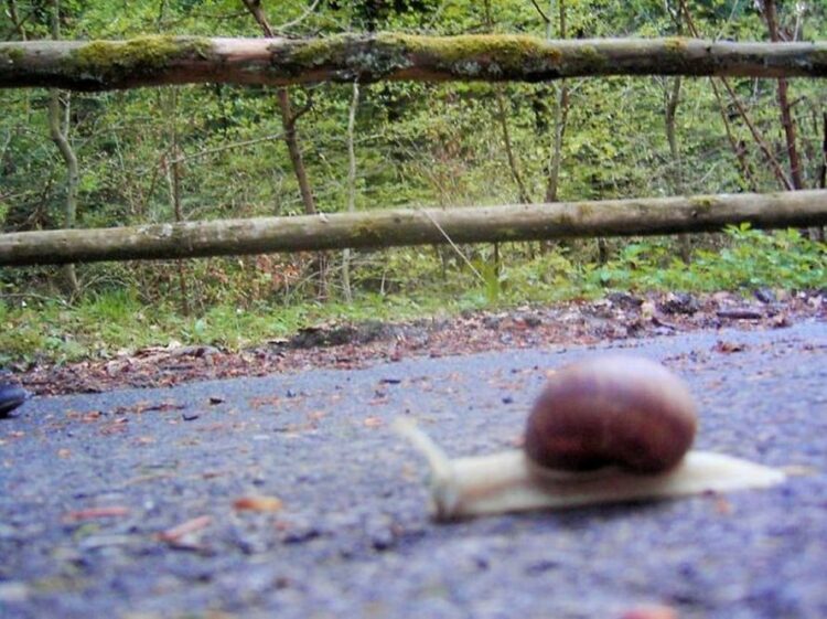 Des gens partagent les pires photos d’animaux sauvages et ces 23 ...