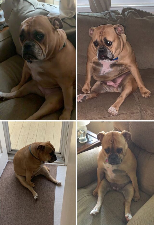 Des gens partagent des photos hilarantes de leurs chiens qui sont assis ...