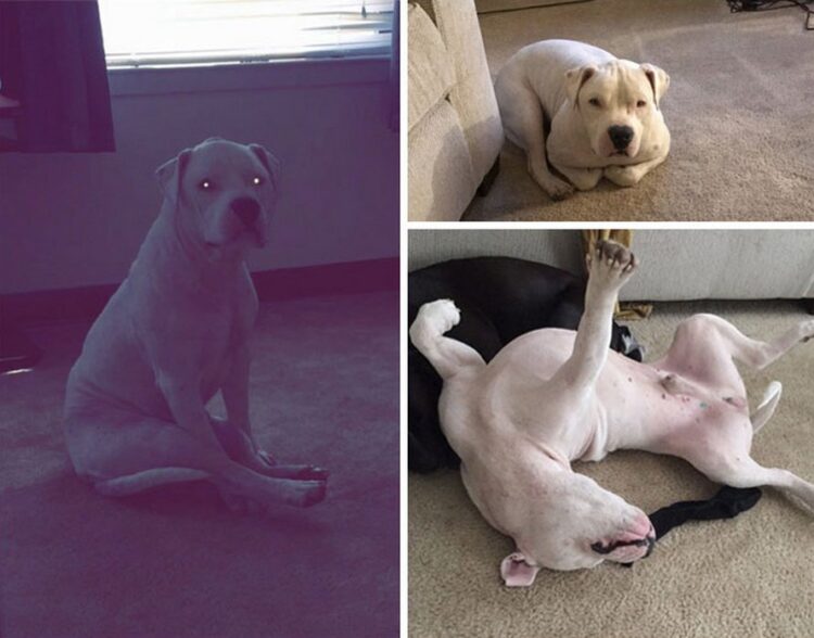 Des gens partagent des photos hilarantes de leurs chiens qui sont assis ...