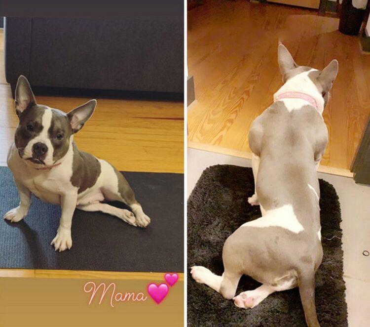 Des gens partagent des photos hilarantes de leurs chiens qui sont assis ...