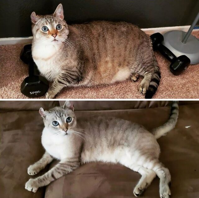 Ces chats ont subi une transformation spectaculaire après avoir perdu ...