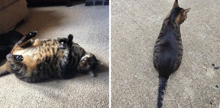 Ces chats ont subi une transformation spectaculaire après avoir perdu ...