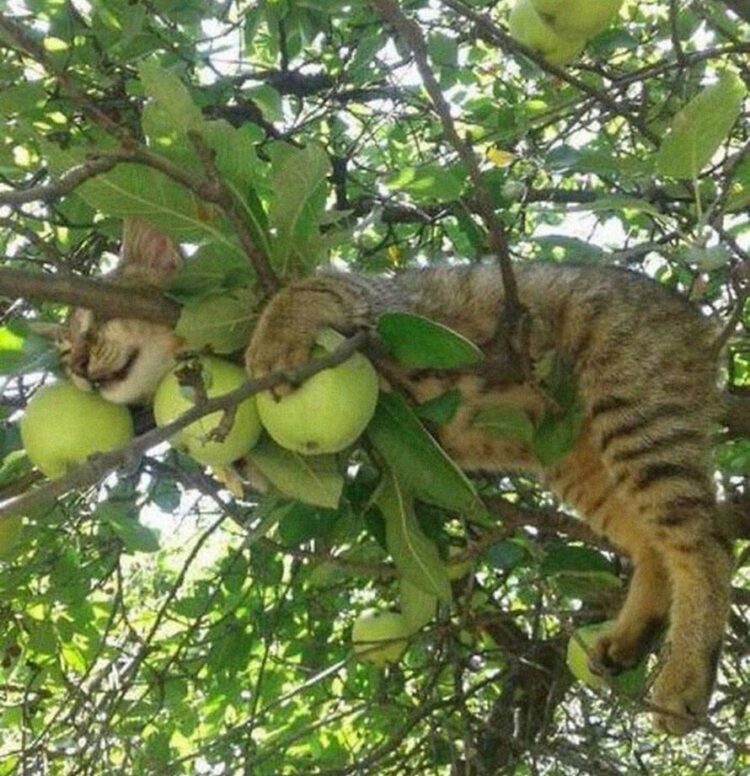 Ces chats ont parfaitement maîtrisé l’art de faire la sieste dans les ...