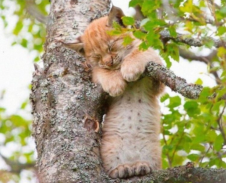 Ces chats ont parfaitement maîtrisé l’art de faire la sieste dans les ...
