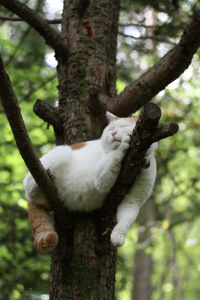 Ces chats ont parfaitement maîtrisé l’art de faire la sieste dans les ...