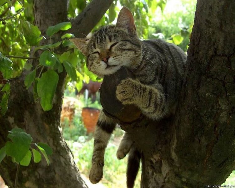 Ces chats ont parfaitement maîtrisé l’art de faire la sieste dans les ...