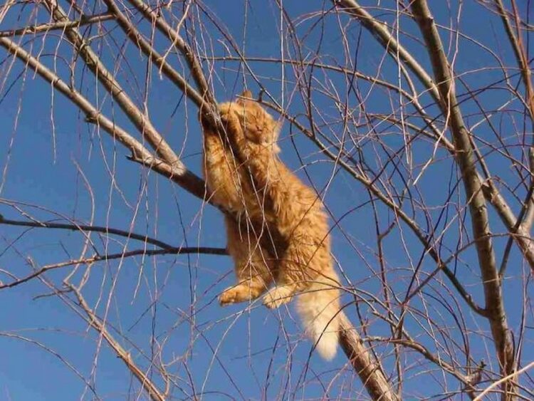 Ces chats ont parfaitement maîtrisé l’art de faire la sieste dans les ...