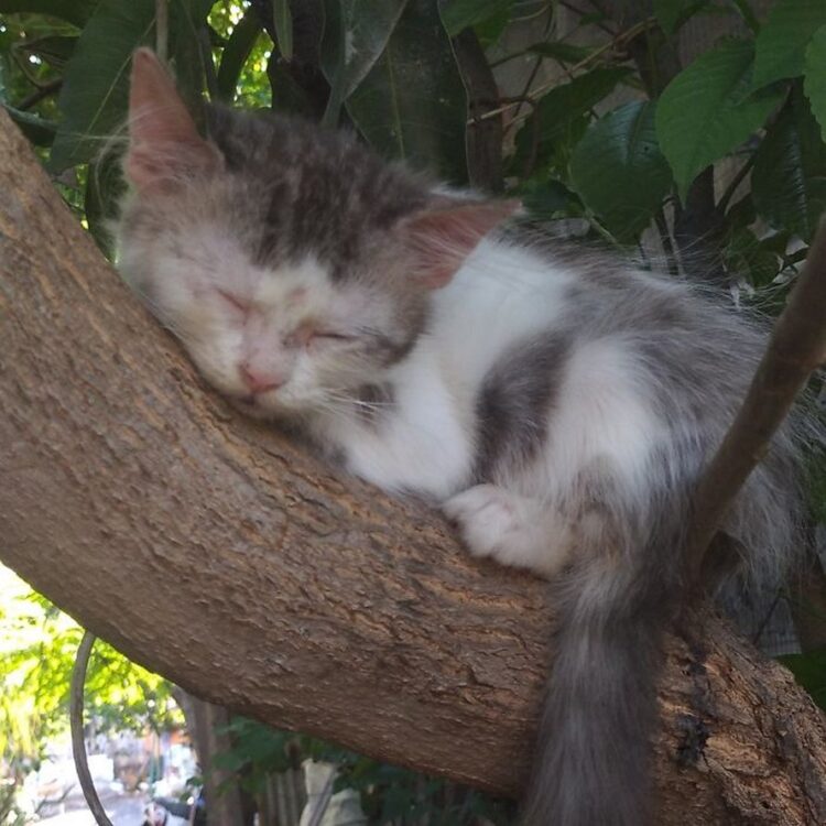 Ces chats ont parfaitement maîtrisé l’art de faire la sieste dans les ...