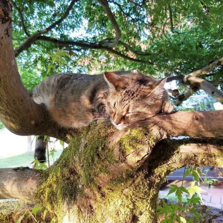 Ces chats ont parfaitement maîtrisé l’art de faire la sieste dans les ...
